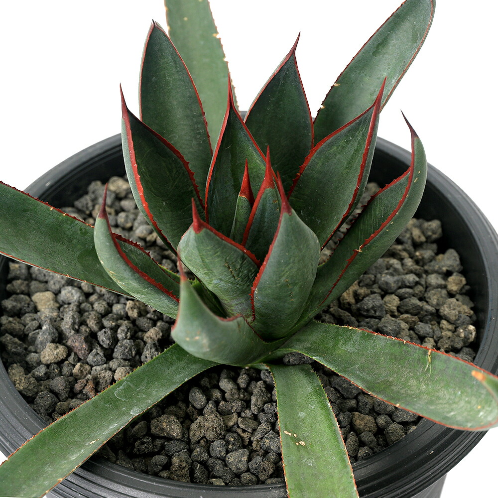 【楽天市場】（観葉植物）一点物 マンガベ 祈祷之手 台湾株（1鉢） 北海道航空便要保温：charm 楽天市場店