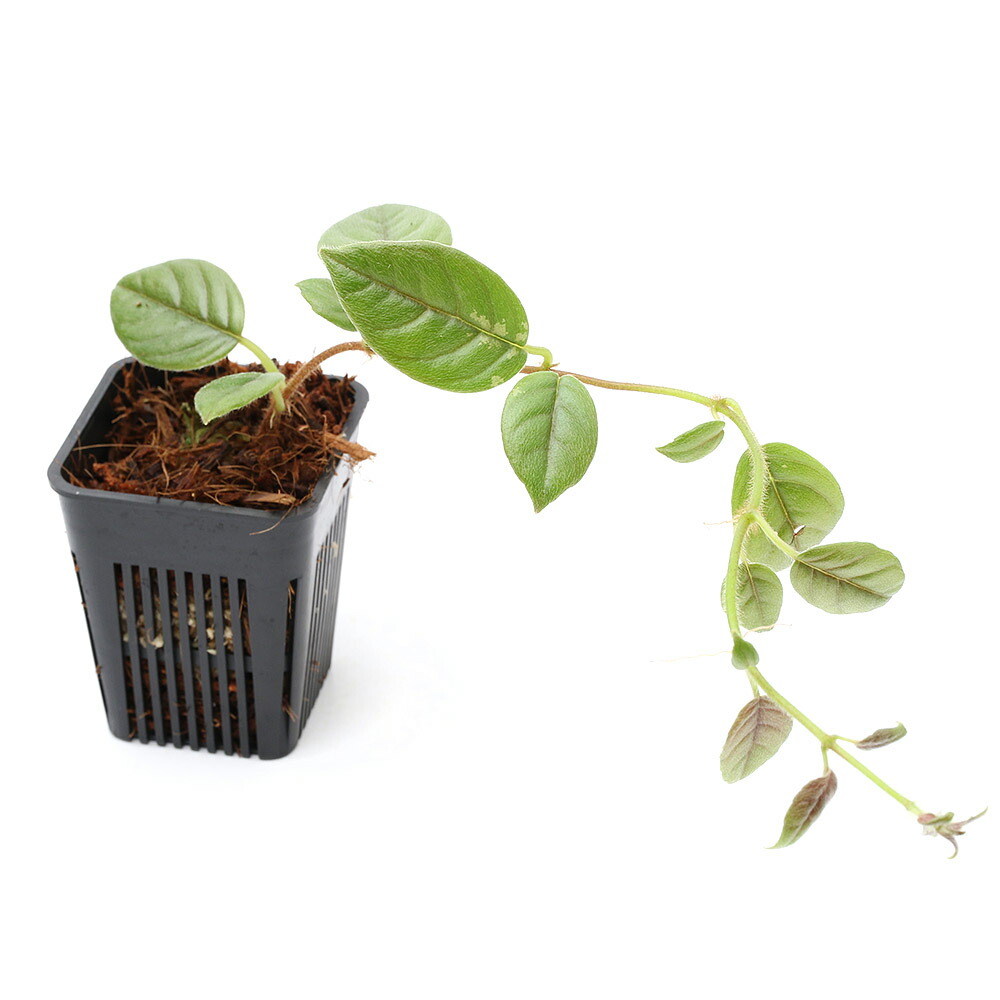 【楽天市場】（テラリウム）一点物 コルムネア ミノー type3 CL−10（1ポット） 沖縄別途送料：charm 楽天市場店