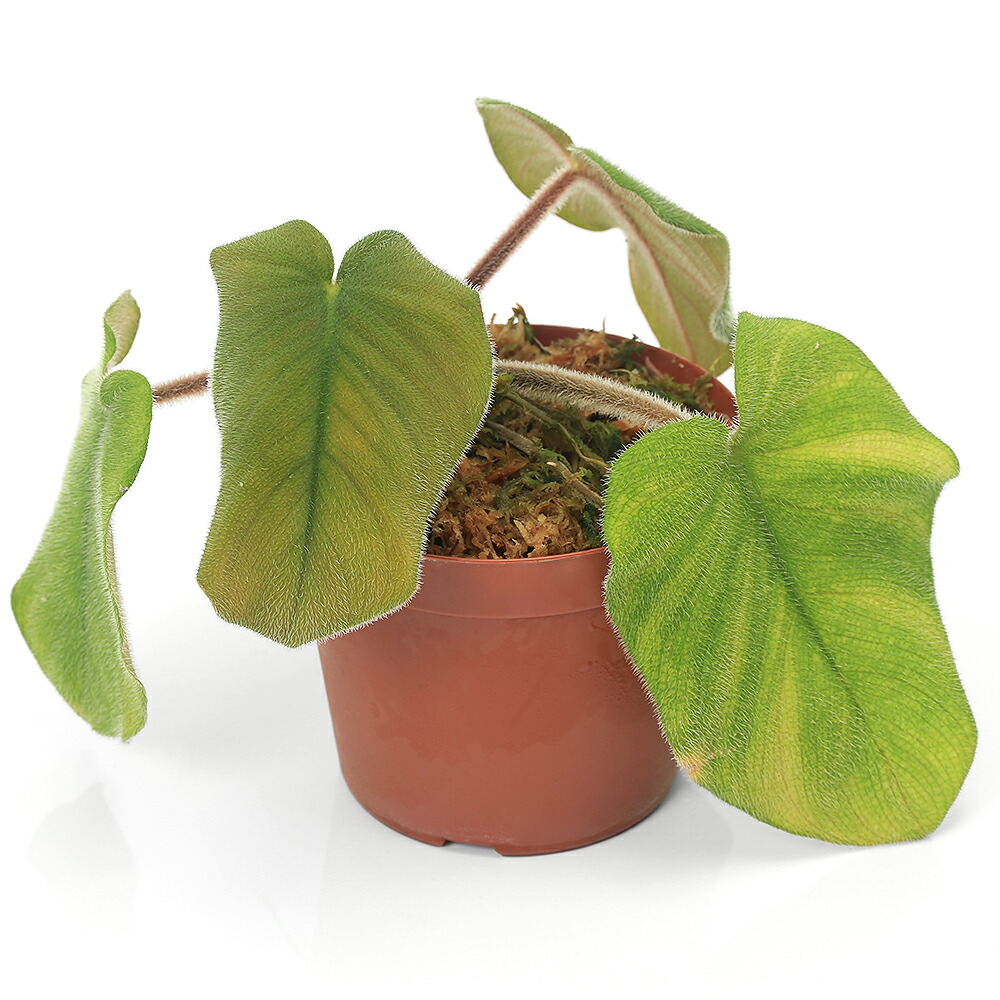 【楽天市場】（テラリウム）一点物 ホマロメナ ペクサ Sumatera（1ポット）：charm 楽天市場店