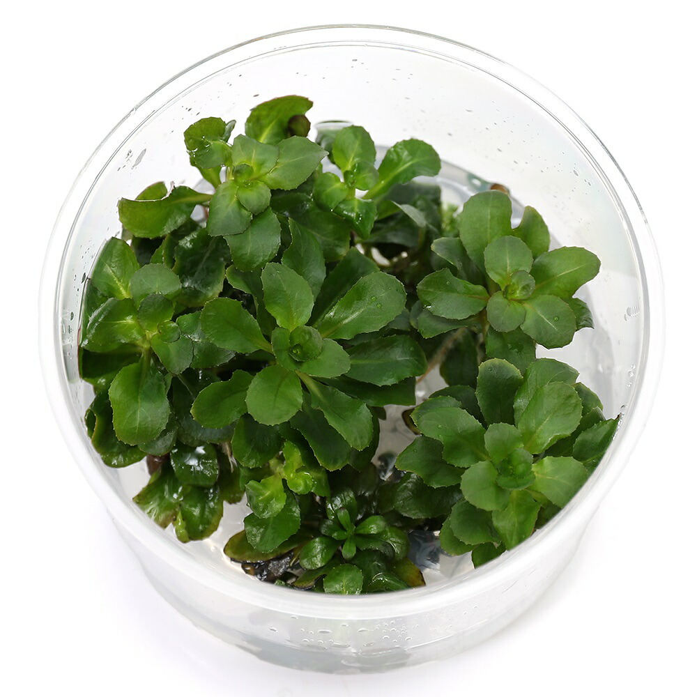 【楽天市場】（水草）組織培養 ルドウィジアsp．ビローサ（スファエロカルパ）（無農薬）（1カップ）：charm 楽天市場店