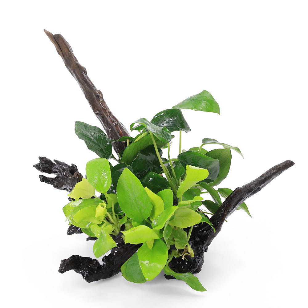 【楽天市場】（水草）一点物 巻きたて アヌビアスナナ2種付 ディアーホーンウッド（450650）（水上葉）（1個）：charm 楽天市場店