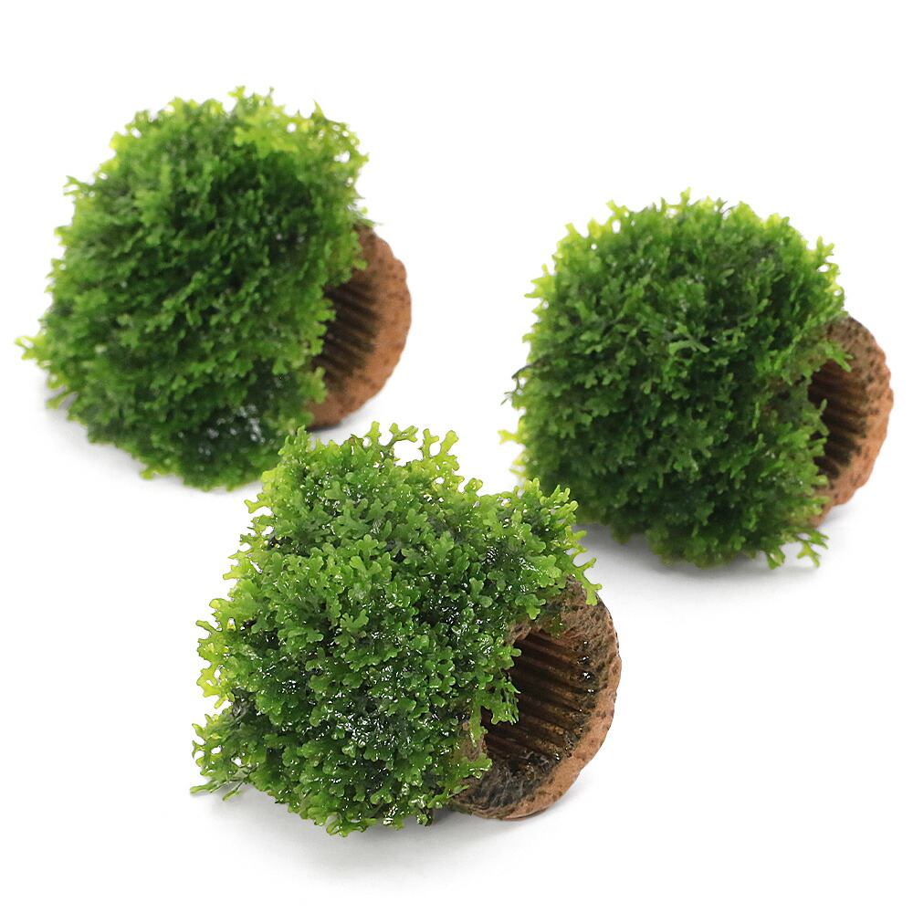 【楽天市場】（水草）★育成済★ ライフマルチ（茶） プレミアムグリーンモス（水中葉）（無農薬）（3個）：charm 楽天市場店