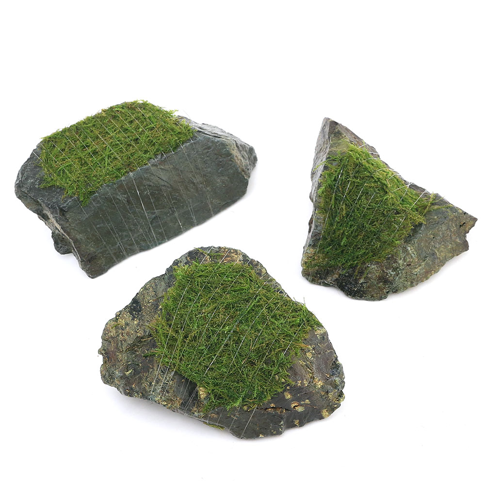 【楽天市場】（水草）巻きたて バブルモス 風山石 Sサイズ（約10cm）（水中葉）（無農薬）（1個） 北海道航空便要保温：charm 楽天市場店