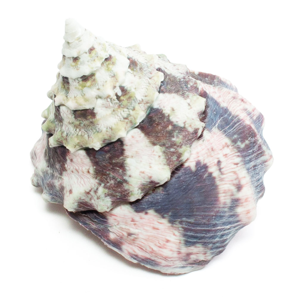 【楽天市場】貝殻 シェルコレクション タカセガイ Mサイズ（1個） 関東当日便：charm 楽天市場店