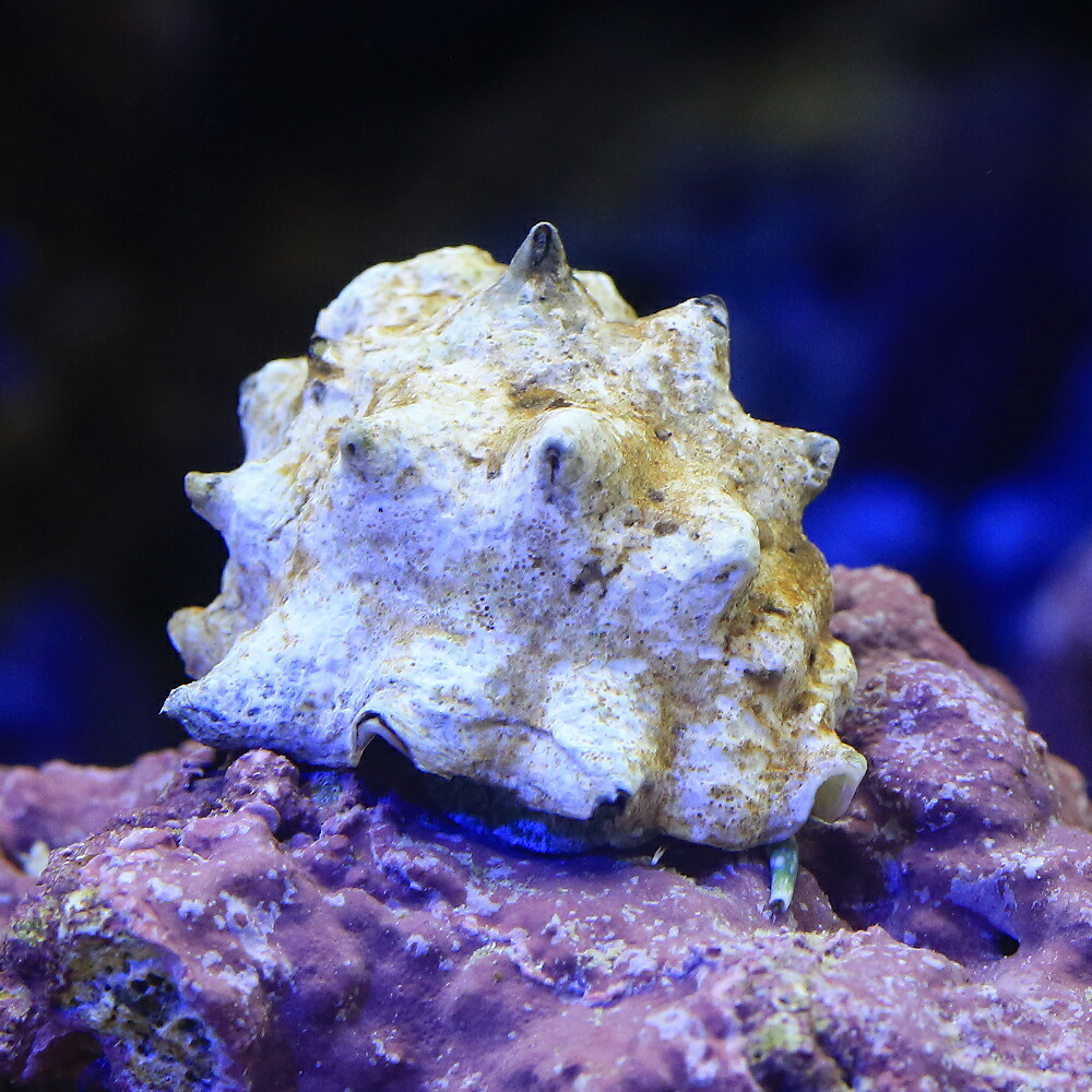 【楽天市場】（海水魚）貝 キイロイガレイシ（1匹） 北海道航空便要保温：charm 楽天市場店