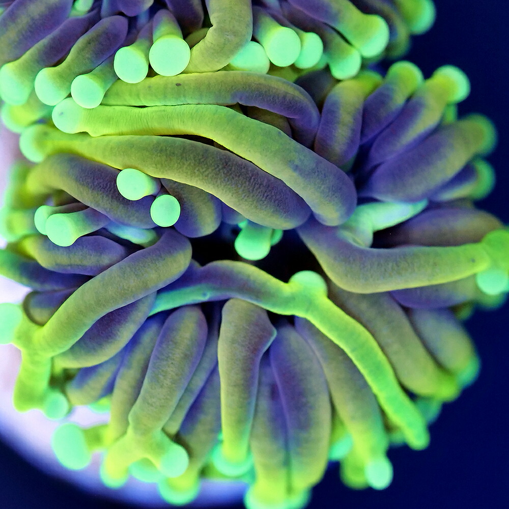 【楽天市場】（サンゴ）フラグサンゴ ツツマルハナサンゴ イエローグリーン ポリカプラグ付き（1個）yl‐45：charm 楽天市場店