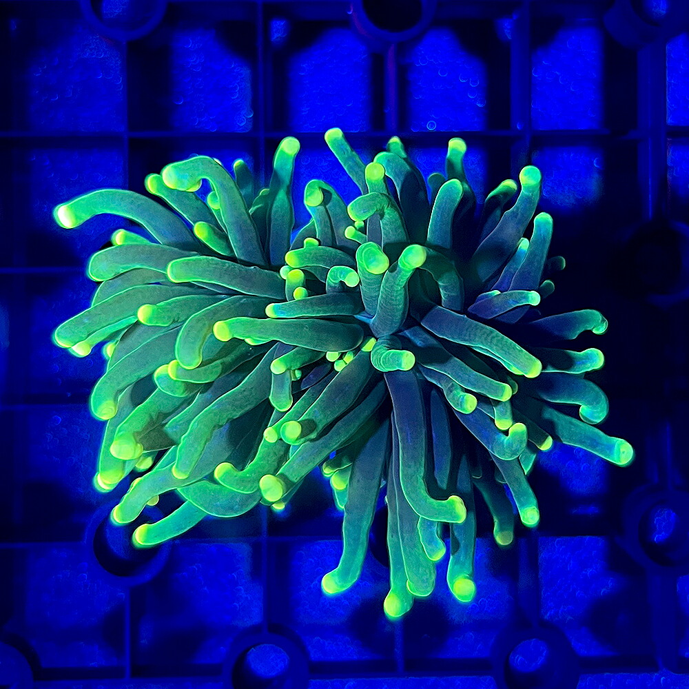 【楽天市場】（サンゴ）一点物 ツツマルハナサンゴ グリーンイエローチップ プラグ付き CM−17881（1個） 北海道・九州航空便要保温 ...