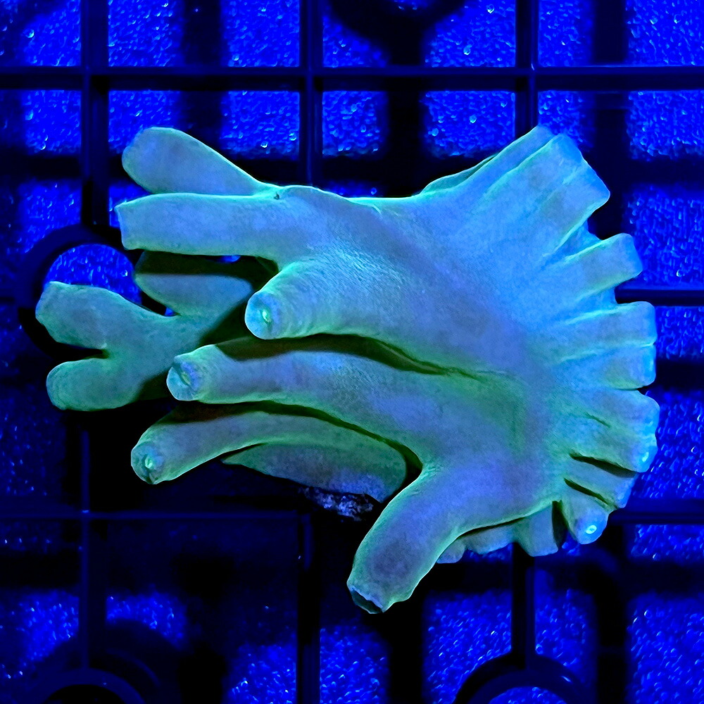 【楽天市場】（サンゴ）一点物 オーストラリア産 ヘロコーラル プラグ付き CM−18192（1個）：charm 楽天市場店