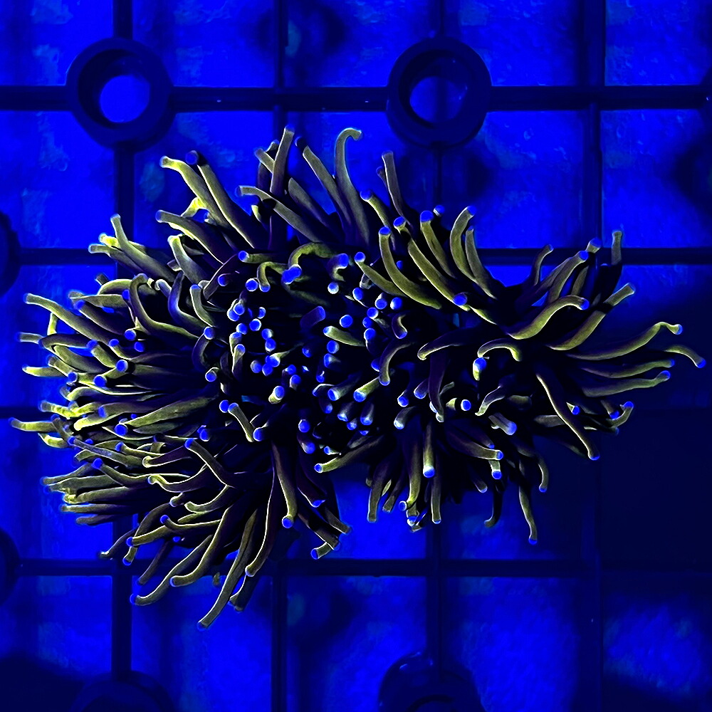 【楽天市場】（サンゴ）一点物 インドネシア産 ハナサンゴ 24Kゴールド プラグ付き CM−18368（1個）：charm 楽天市場店