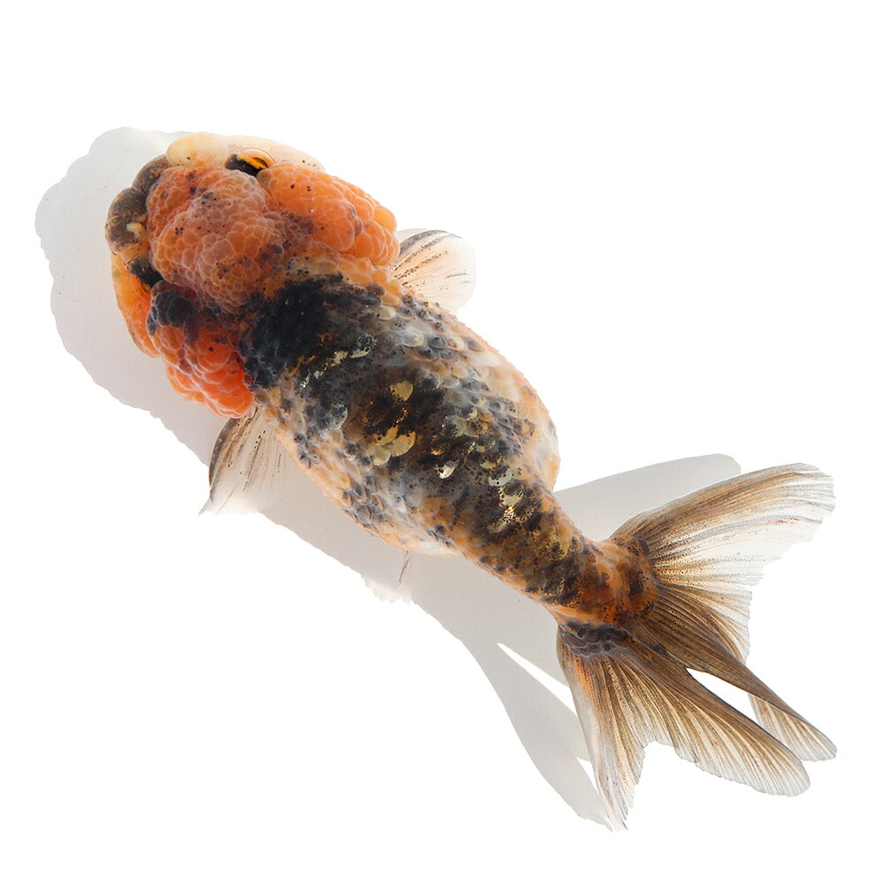 【楽天市場】 （金魚）一点物 キャリコライオンヘッド（中国産）8cm±（1匹）北海道・九州・沖縄航空便要保温：charm 楽天市場店
