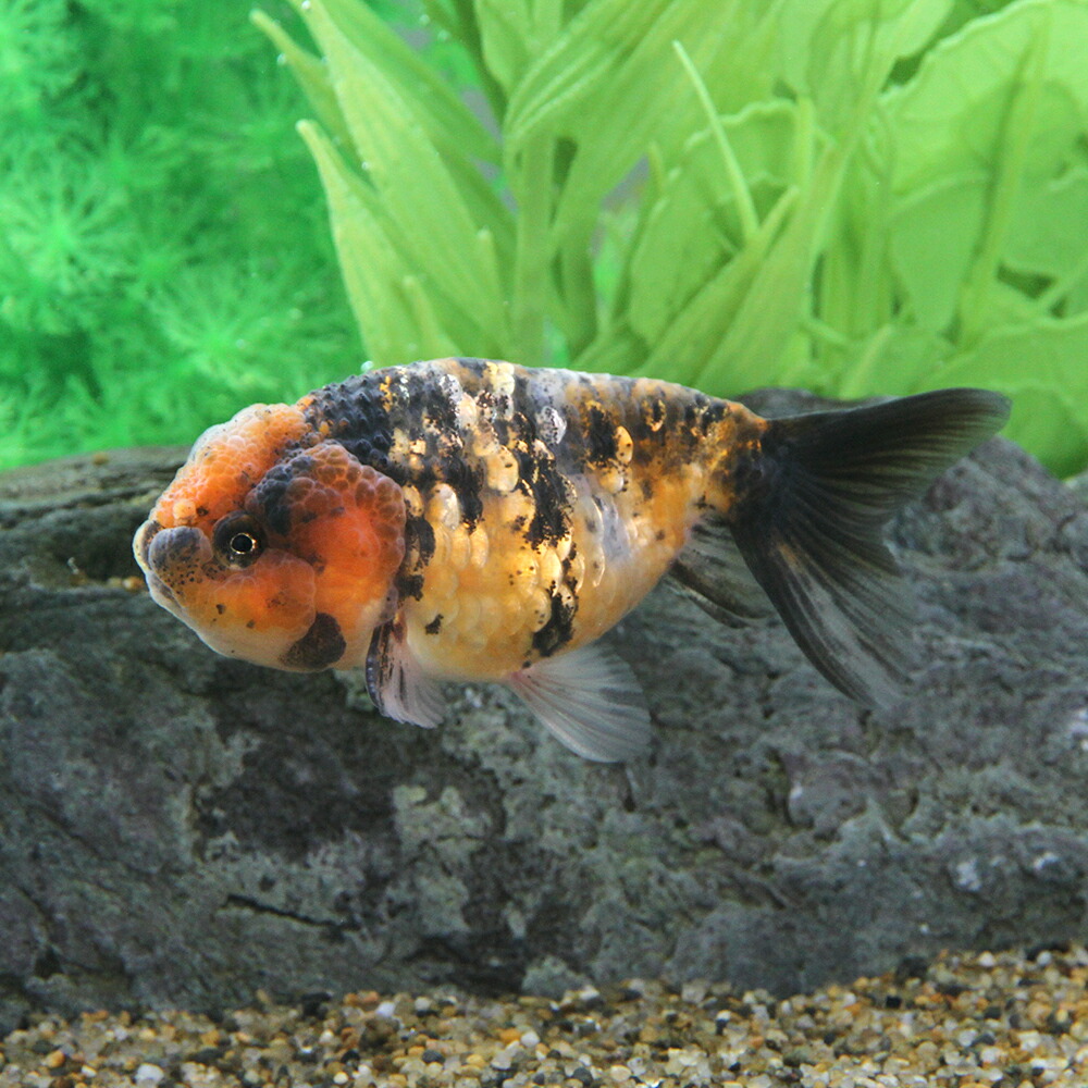 【楽天市場】 （金魚）一点物 キャリコライオンヘッド（中国産）8cm±（1匹）北海道・九州・沖縄航空便要保温：charm 楽天市場店