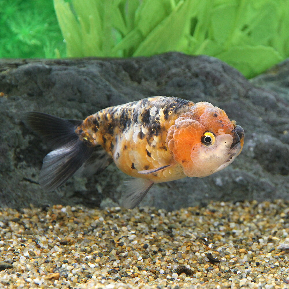 【楽天市場】 （金魚）一点物 キャリコライオンヘッド（中国産）8cm±（1匹）北海道・九州・沖縄航空便要保温：charm 楽天市場店