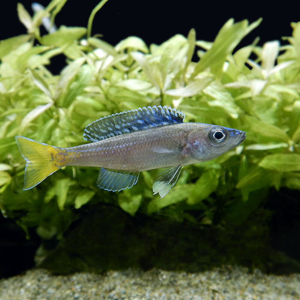 【楽天市場】（熱帯魚）キプリクロミス・レプトソーマ ムプルング（1ペア） 北海道・九州航空便要保温：charm 楽天市場店