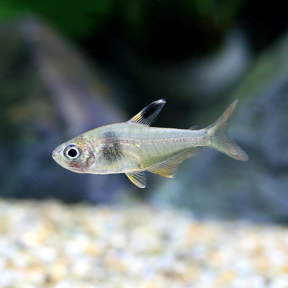 【楽天市場】（熱帯魚）コーヒービーン・テトラ（ブリード）（1匹） 北海道・九州航空便要保温：charm 楽天市場店