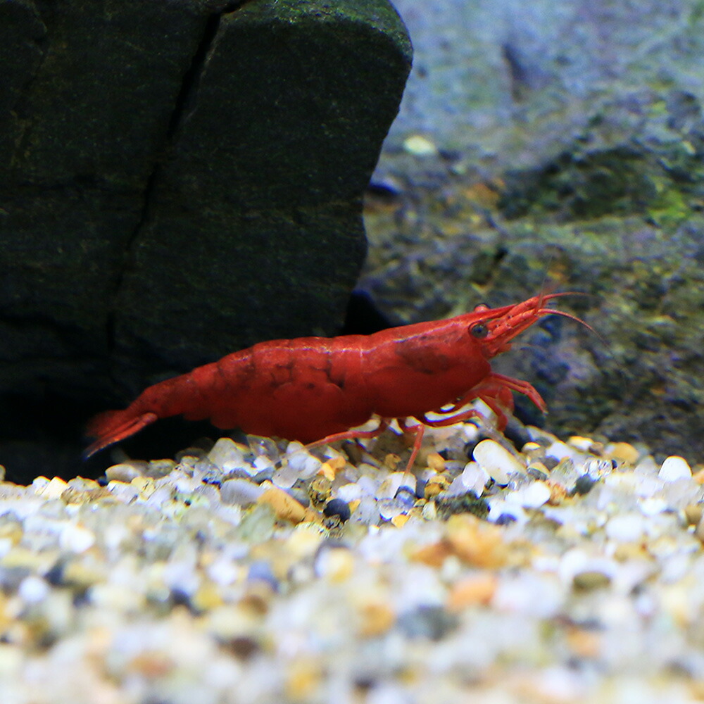 【楽天市場】（エビ）ペインテッド・ファイアーレッドシュリンプ（10匹） 北海道・九州航空便要保温：charm 楽天市場店