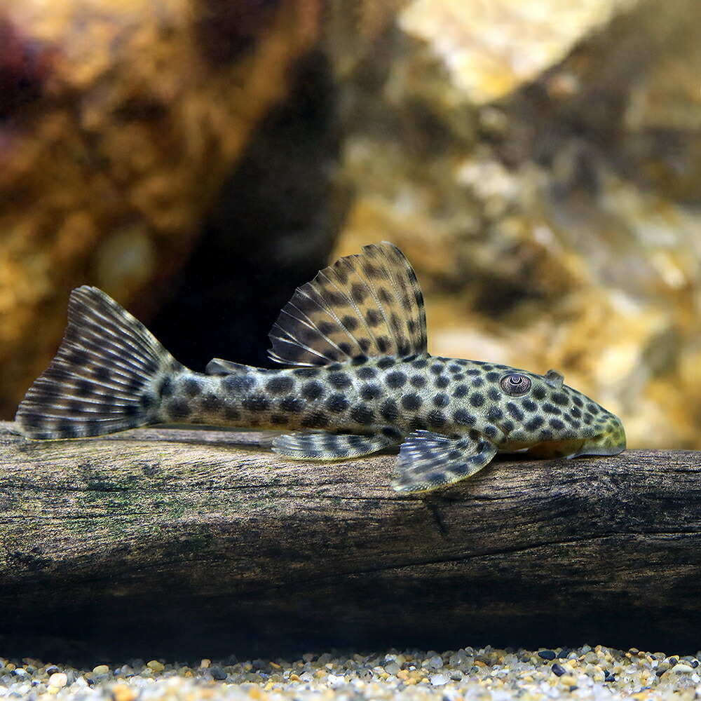 【楽天市場】（熱帯魚）ヒポストムス・ジャガー（ワイルド）（1匹） 北海道・九州航空便要保温：charm 楽天市場店