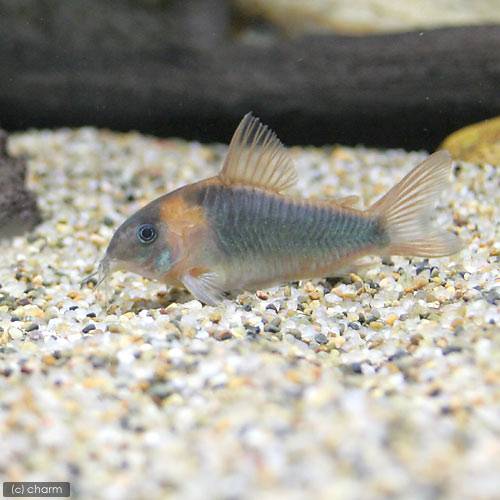 【楽天市場】（熱帯魚）コリドラス・スーパーエクエス（ブリード）（1匹） 北海道航空便要保温：charm 楽天市場店