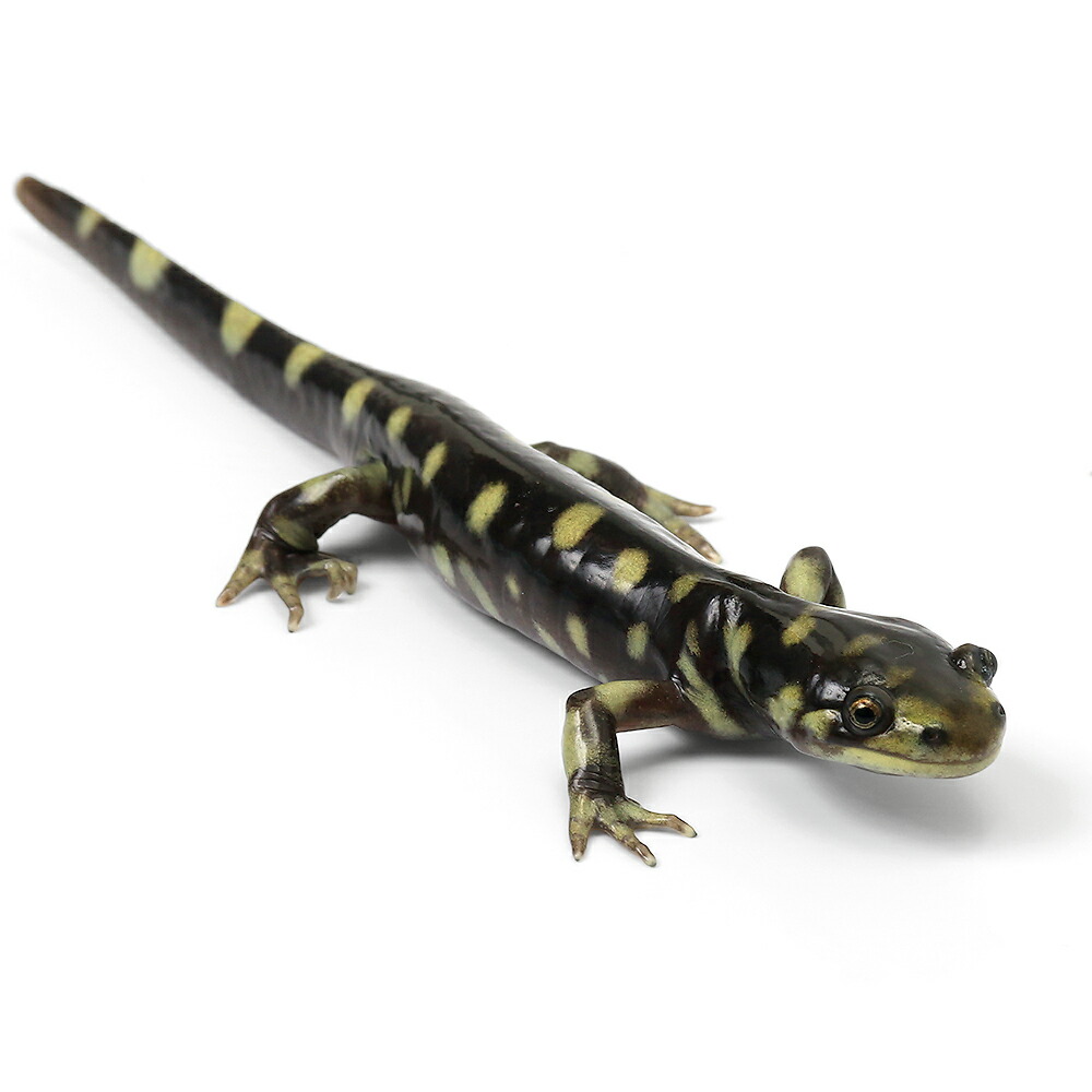 【楽天市場】（両生類）一点物 オビタイガーサラマンダー WC個体 810903（1匹） 北海道航空便要保温：charm 楽天市場店