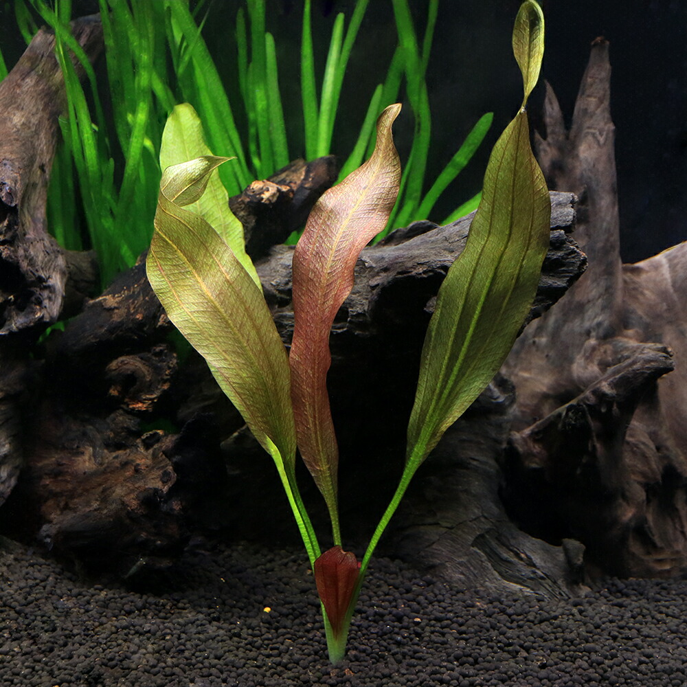 【楽天市場】（水草）エキノドルス ローズ（水中葉）（無農薬）（1株）：charm 3980 楽天市場店