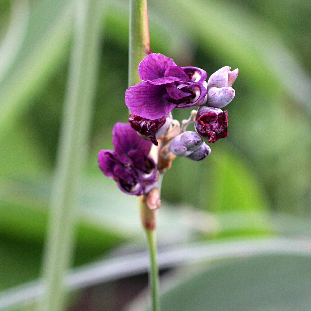 【楽天市場】（ビオトープ）水生植物 タリア デアルバータ 4号（1ポット）：charm 3980 楽天市場店