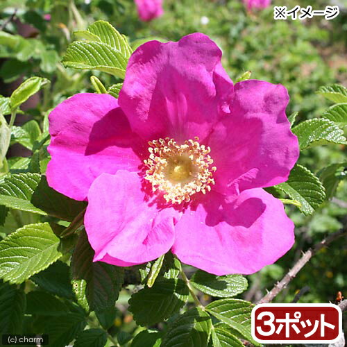 【楽天市場】（山野草）ハマナス（浜茄子） 実生苗 3号（3ポットセット）：charm 3980 楽天市場店