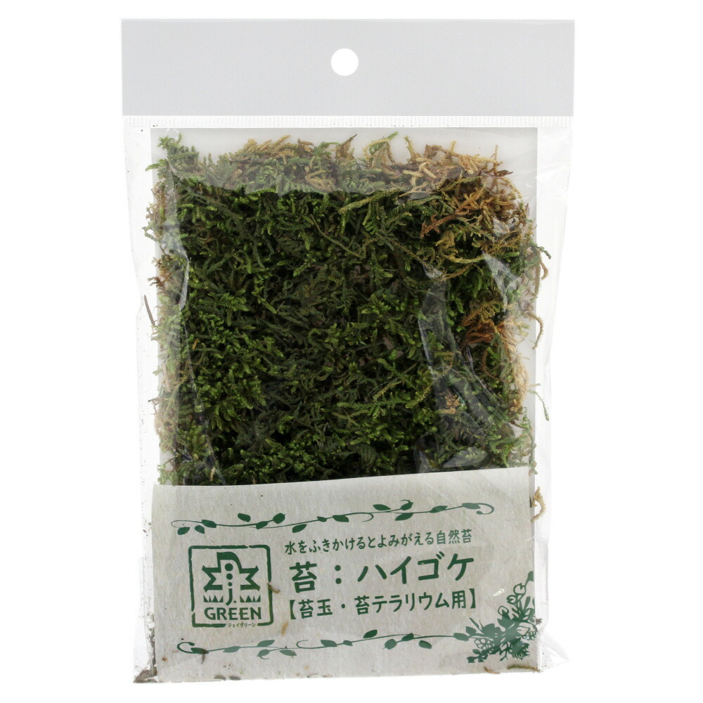 【楽天市場】JUN ハイゴケ 苔 テラリウム 関東当日便：charm 3980 楽天市場店