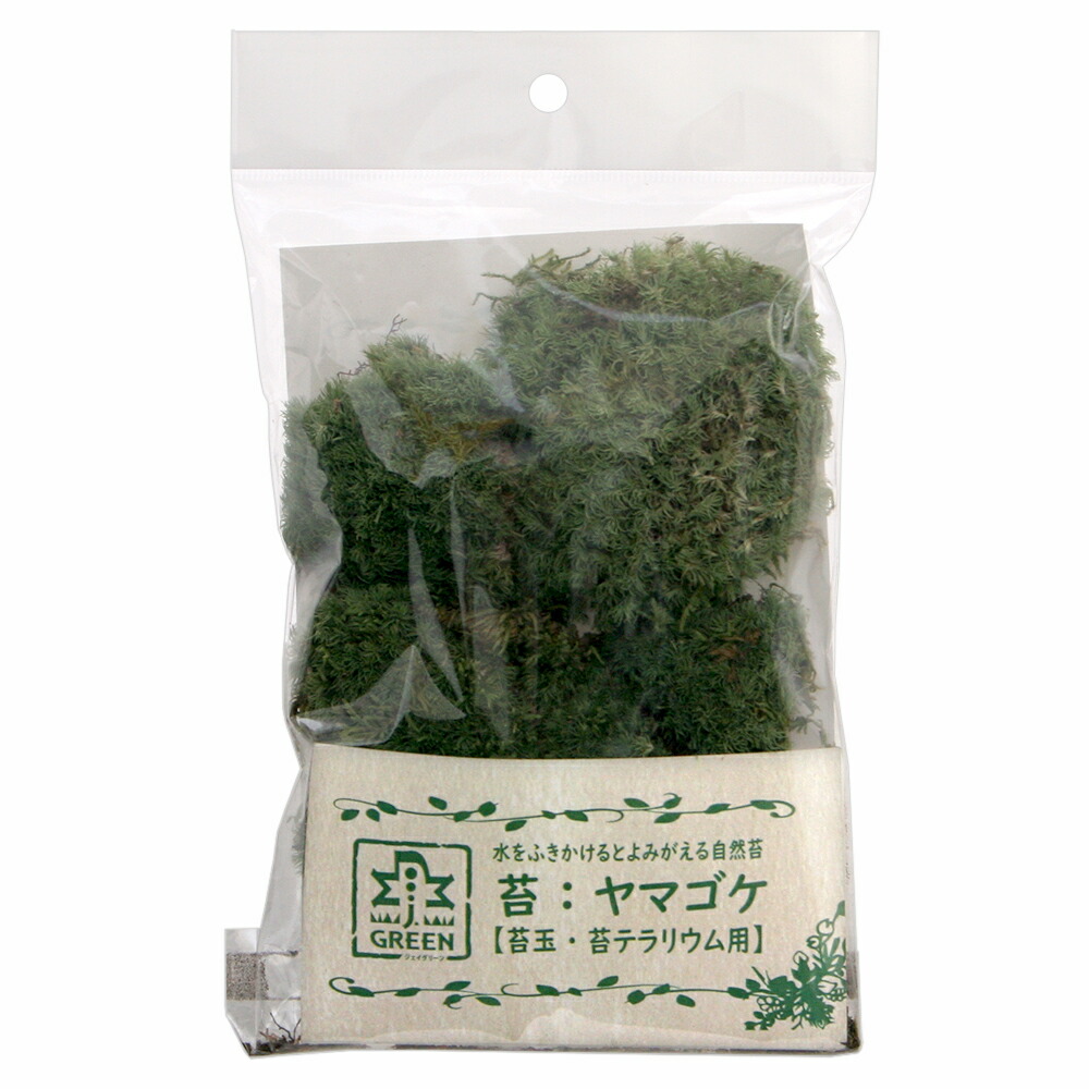 【楽天市場】JUN 苔 ヤマゴケ 関東当日便：charm 3980 楽天市場店