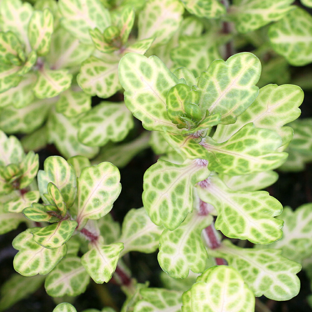 【楽天市場】（水草）ホワイト メキシカンバーレン（水上葉）（無農薬）（10本）：charm 3980 楽天市場店