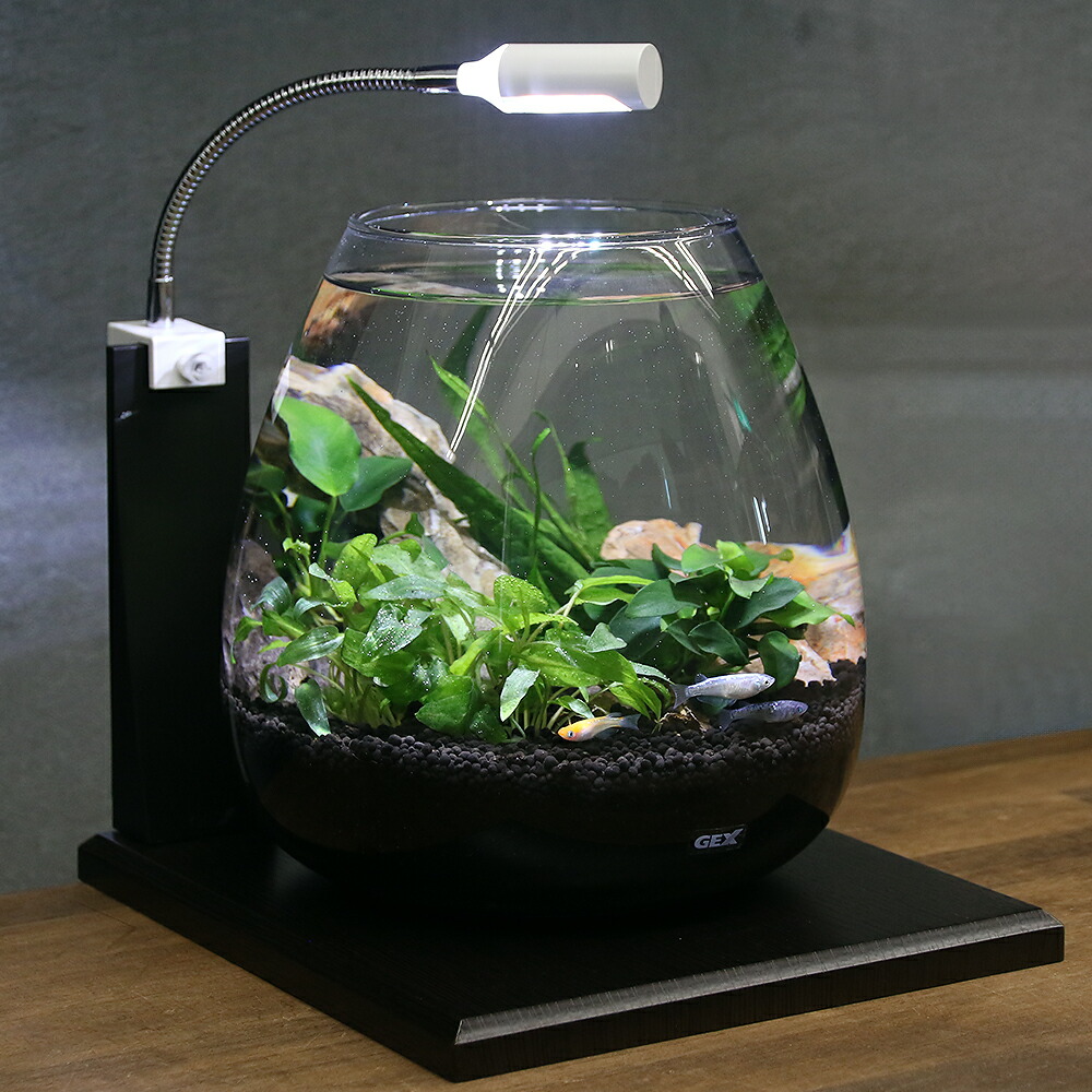 【楽天市場】（めだか）（水草）GEX グラスアクア ティアー N 水草セット グラスベース エボニー200 ラメメダカミックス付き 本州四国限定：charm 3980 楽天市場店