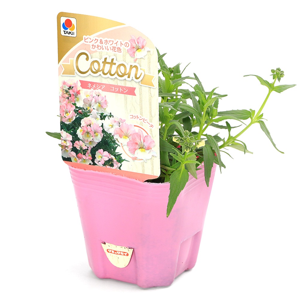 【楽天市場】（観葉植物）ネメシア コットンピーチ 3号（1ポット）：charm 3980 楽天市場店