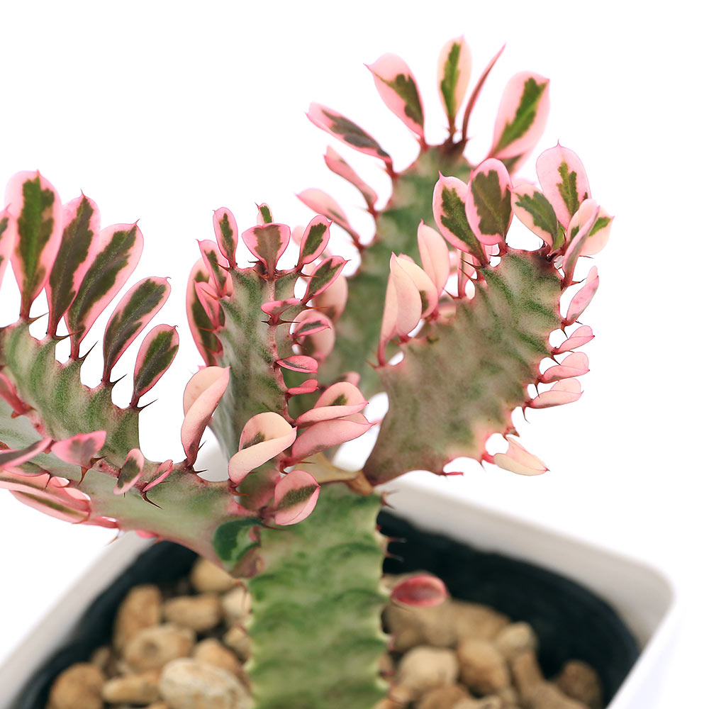 【楽天市場】（観葉植物）ユーフォルビア トリゴナ ピンク 3．5号（1鉢）：charm 3980 楽天市場店