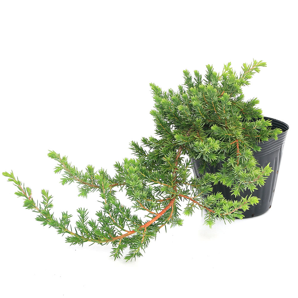 【楽天市場】（観葉植物）ユニペルス ブルーパシフィック（這性コニファー） 5号（1ポット）：charm 3980 楽天市場店