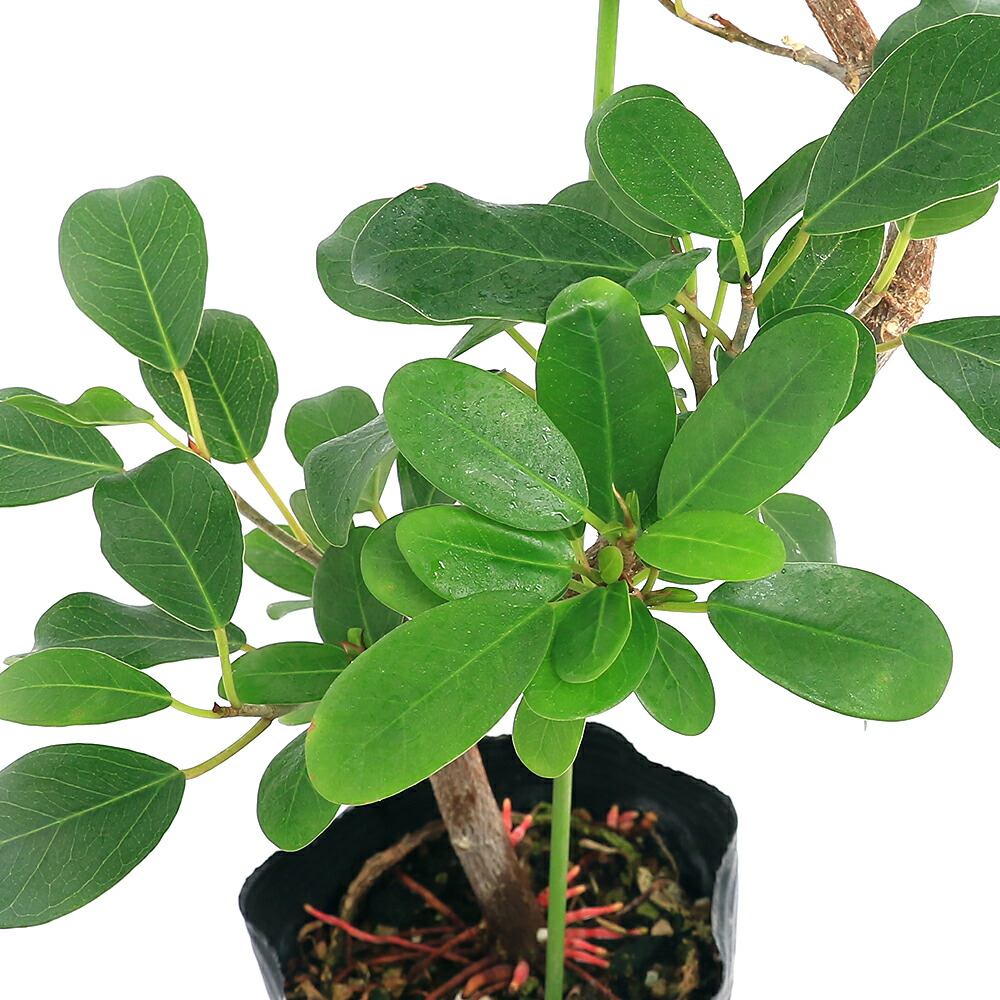 【楽天市場】（観葉植物）フィカス リン 曲がり樹形 4号（1鉢）：charm 3980 楽天市場店