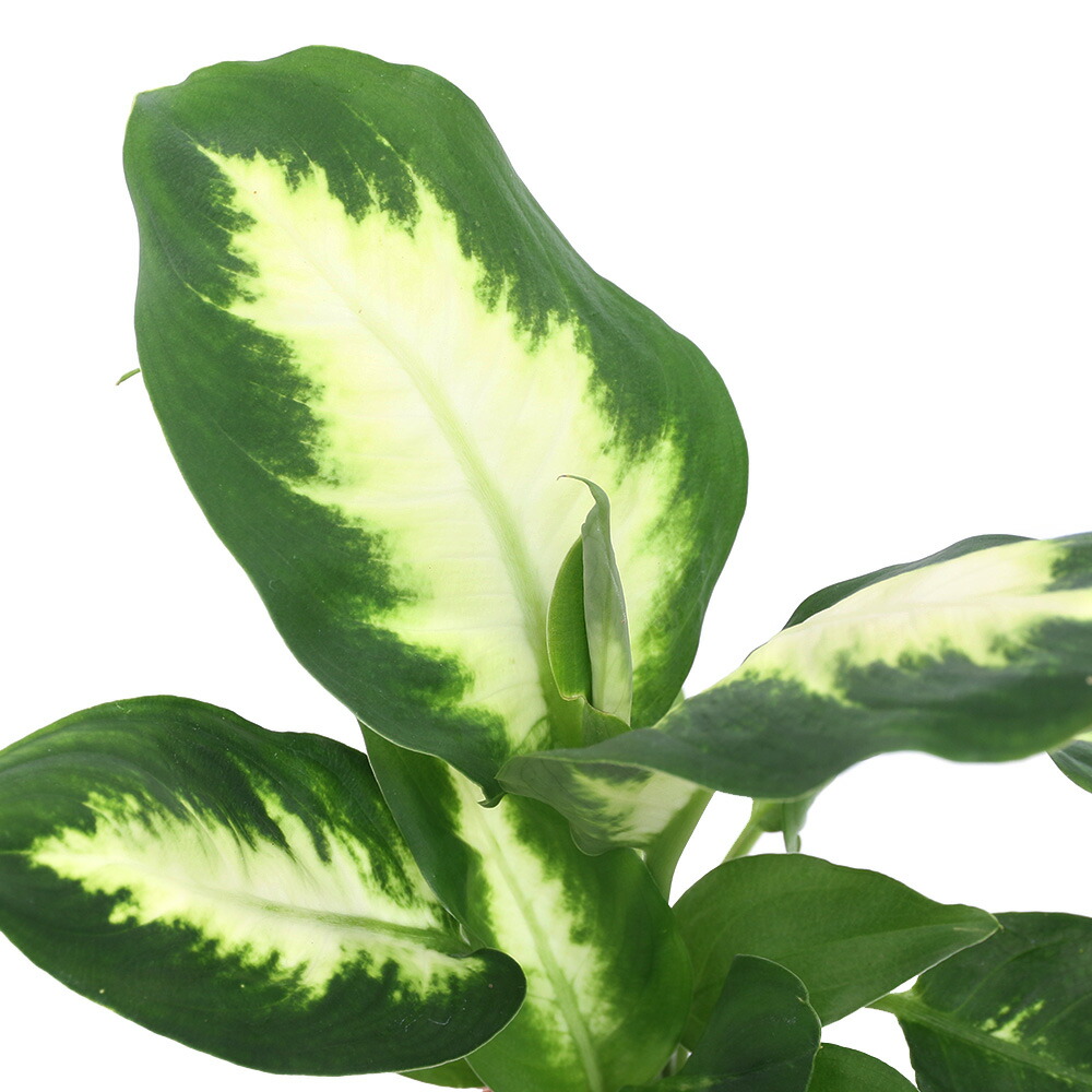 【楽天市場】（観葉植物）ディフェンバキア カミーラ 2号ロング（1鉢）：charm 3980 楽天市場店