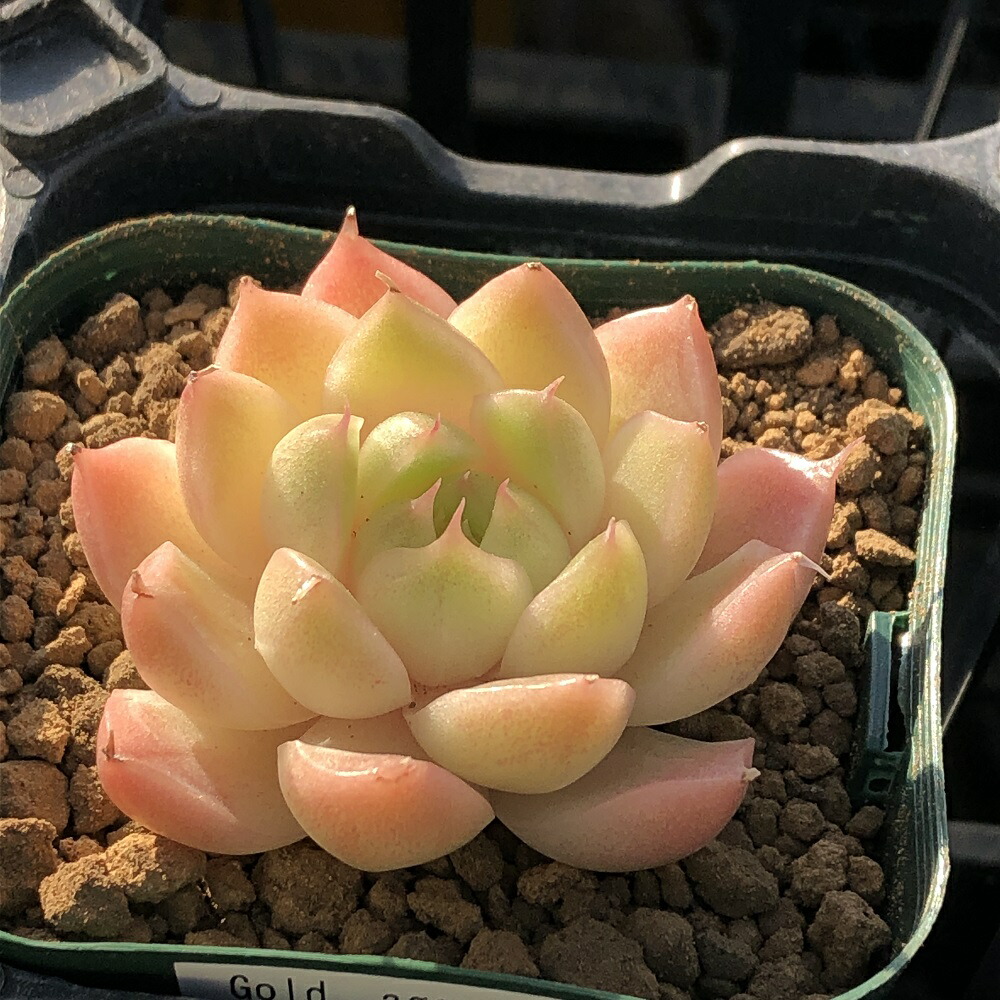 【楽天市場】（観葉植物）カット苗 韓国苗 エケベリア ゴールド アガボイデス（1株） 発根管理中：charm 3980 楽天市場店