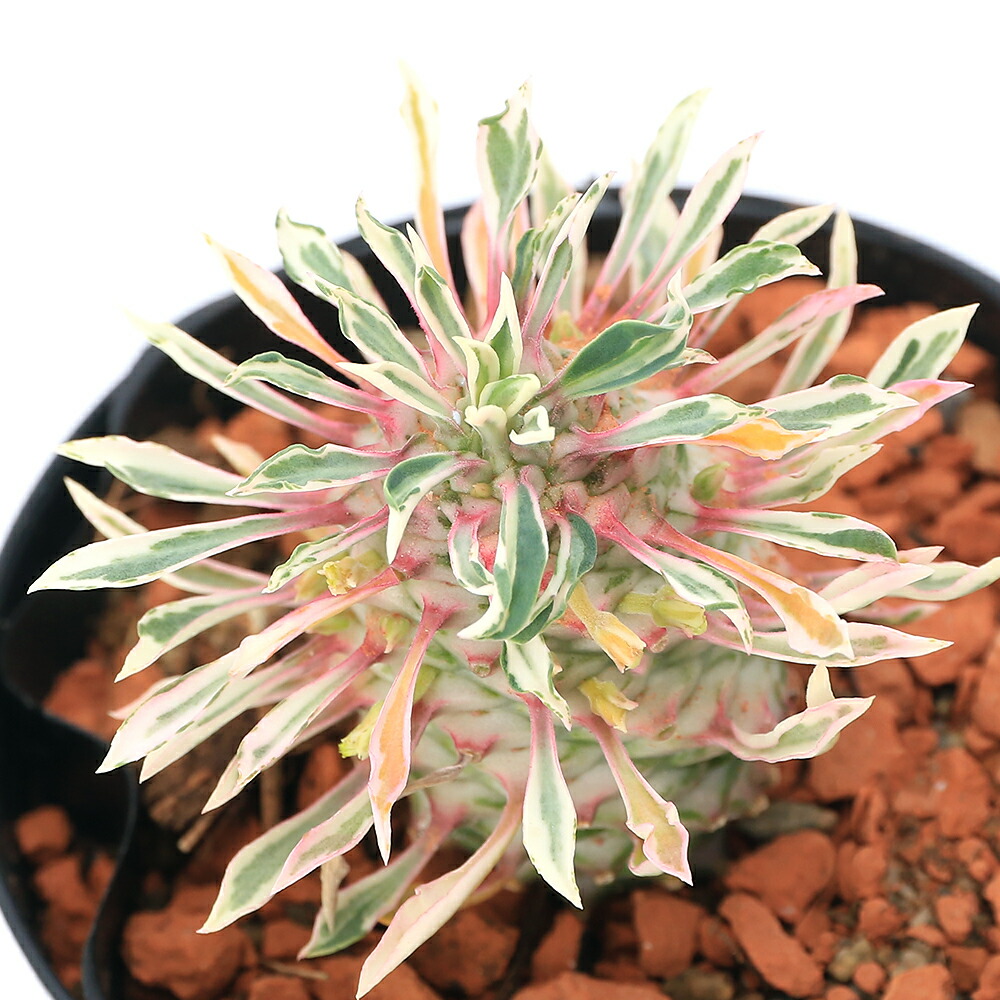 【楽天市場】（観葉植物）斑入り ユーフォルビア パイナップルコーン 2．5～3号（1鉢）：charm 3980 楽天市場店