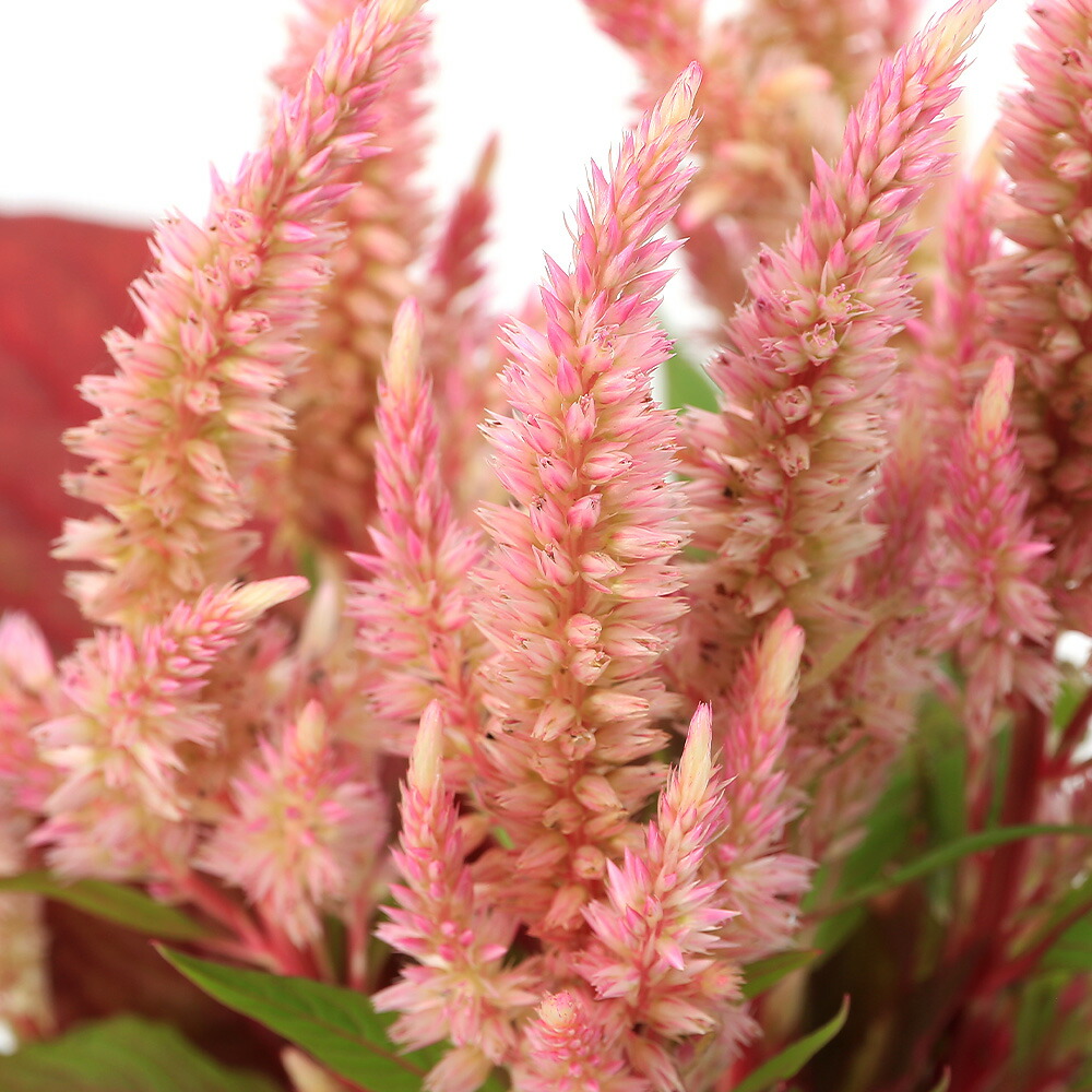 【楽天市場】（観葉植物）ケイトウ ロマンティカ 3．5号（1ポット）：charm 3980 楽天市場店