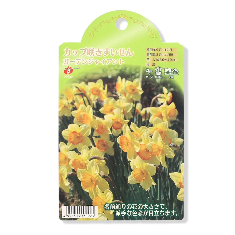 【楽天市場】（観葉植物）カップ咲き水仙 ガーデンジャイアント 球根 2球入り：charm 3980 楽天市場店