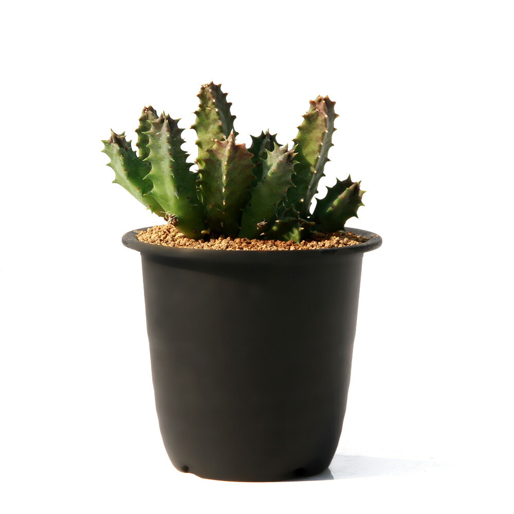 【楽天市場】（観葉植物）フェルニア クインタ 3．5号（1ポット）：charm 3980 楽天市場店