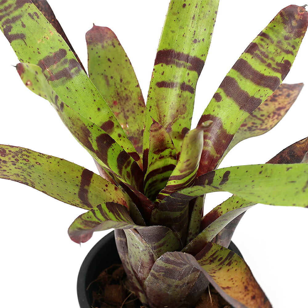 【楽天市場】（観葉植物）ネオレゲリア ブルーベリータイガー 3号（1株）：charm 3980 楽天市場店