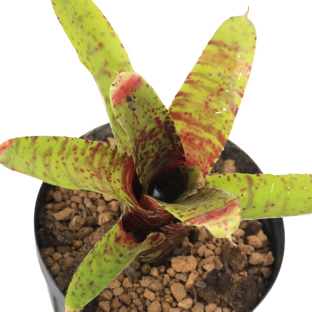 【楽天市場】（観葉植物）ネオレゲリア ギニア×ペッパー 3号（1株）：charm 3980 楽天市場店