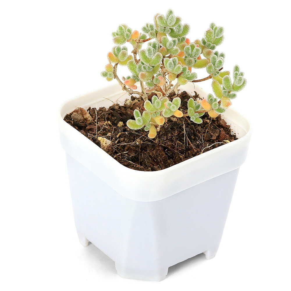 【楽天市場】（観葉植物）ドロサンテマム 氷晶 2号（1鉢）：charm 3980 楽天市場店