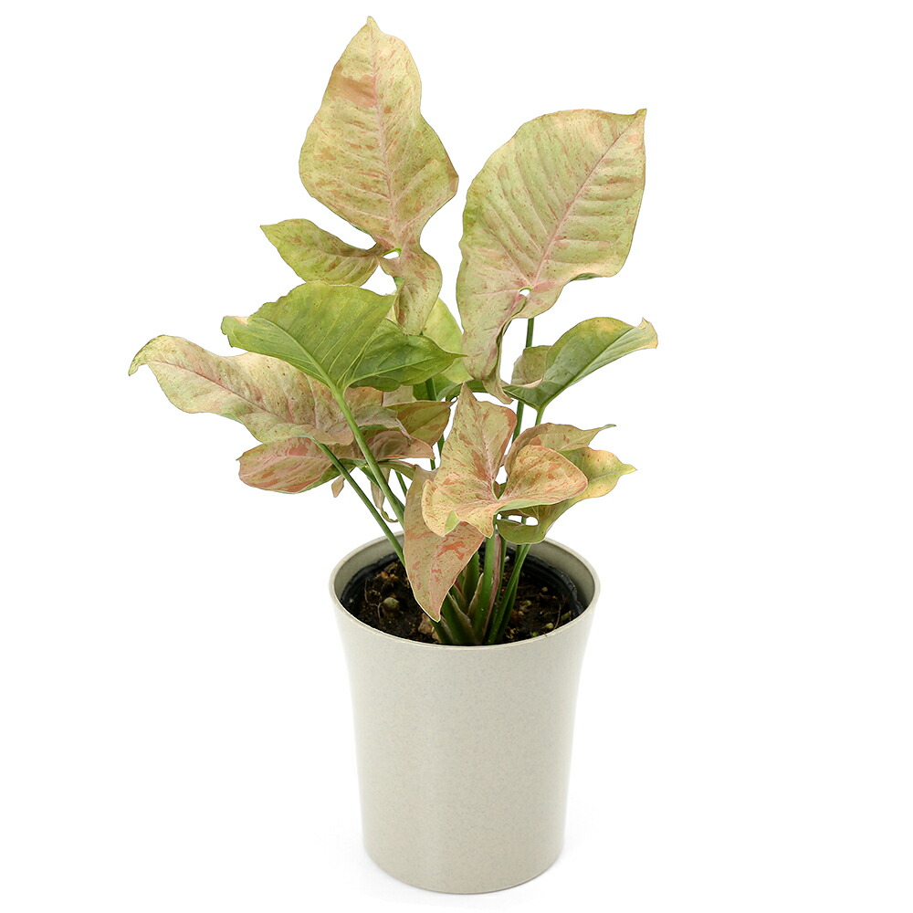【楽天市場】（観葉植物）シンゴニウム ピンクスポット 4号（1鉢）：charm 3980 楽天市場店