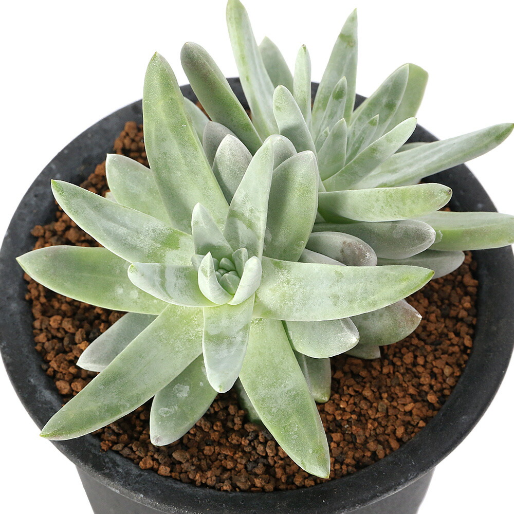 【楽天市場】（多肉植物）ダドレア ノーマ 3号（1鉢）：charm 3980 楽天市場店