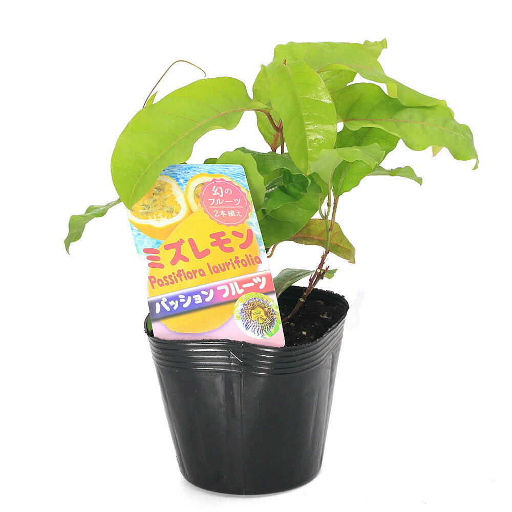 【楽天市場】（観葉植物）野菜苗 パッションフルーツ ミズレモン 2本植え 4号（1ポット） 家庭菜園 緑のカーテン 果物 フルーツ：charm 3980 楽天市場店