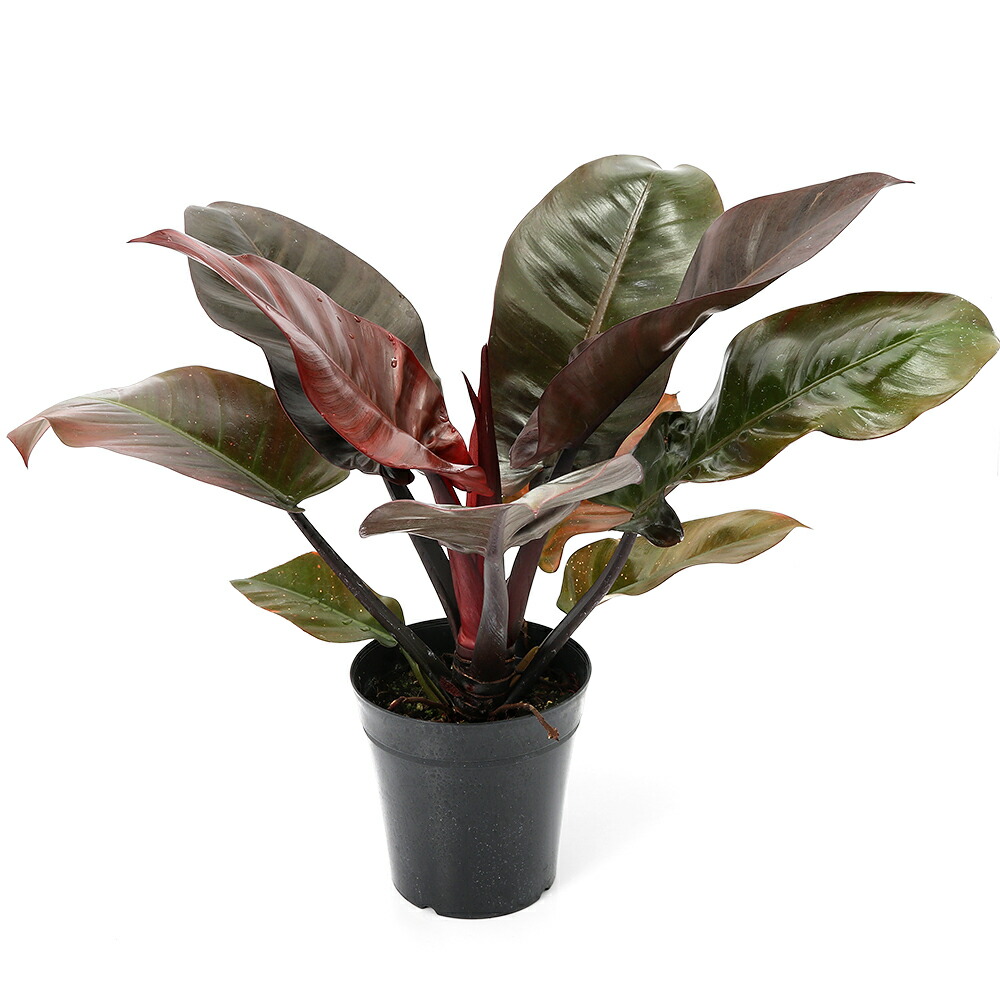 【楽天市場】（観葉植物）フィロデンドロン ブラックカージナル Black Cardinal 6号（1鉢）：charm 3980 楽天市場店