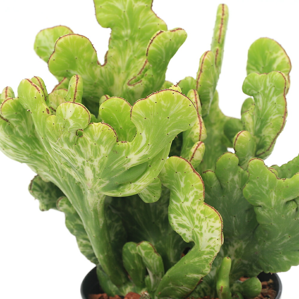 【楽天市場】（多肉植物）ユーフォルビア ミルクデザイン（斑入りオンコクラータ綴化） 3号（1鉢）：charm 3980 楽天市場店