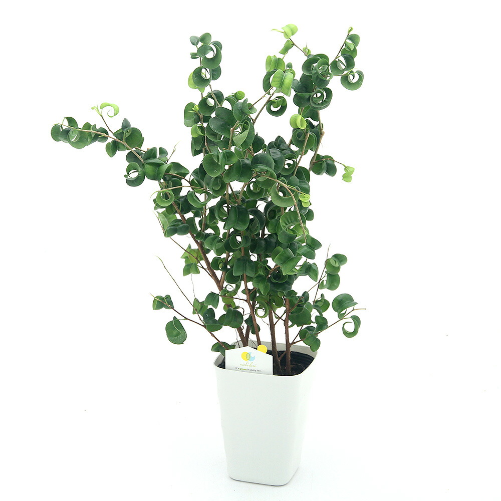 【楽天市場】（観葉植物）フィカス ベンジャミン バロック 3号（1ポット） PVP：charm 3980 楽天市場店