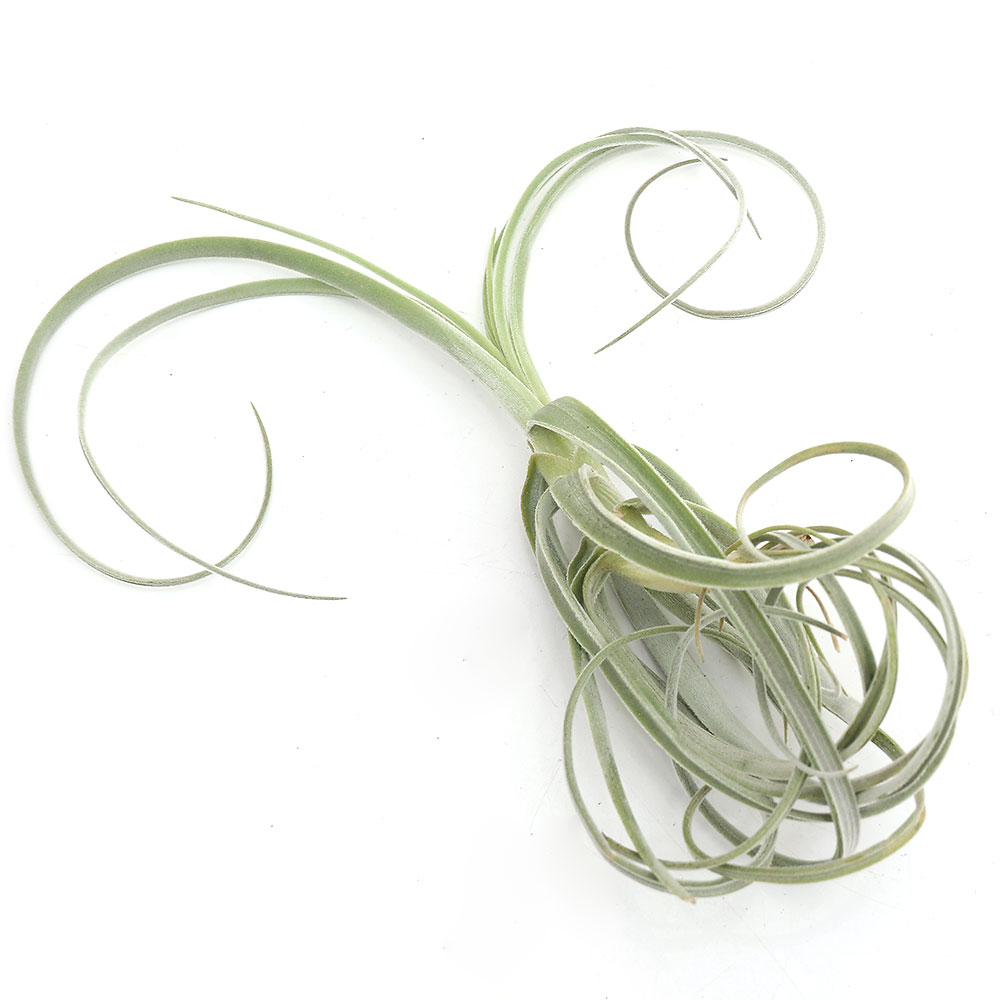 【楽天市場】（観葉植物）エアープランツ チランジア ストレプトカルパ Lサイズ（1株）：charm 3980 楽天市場店