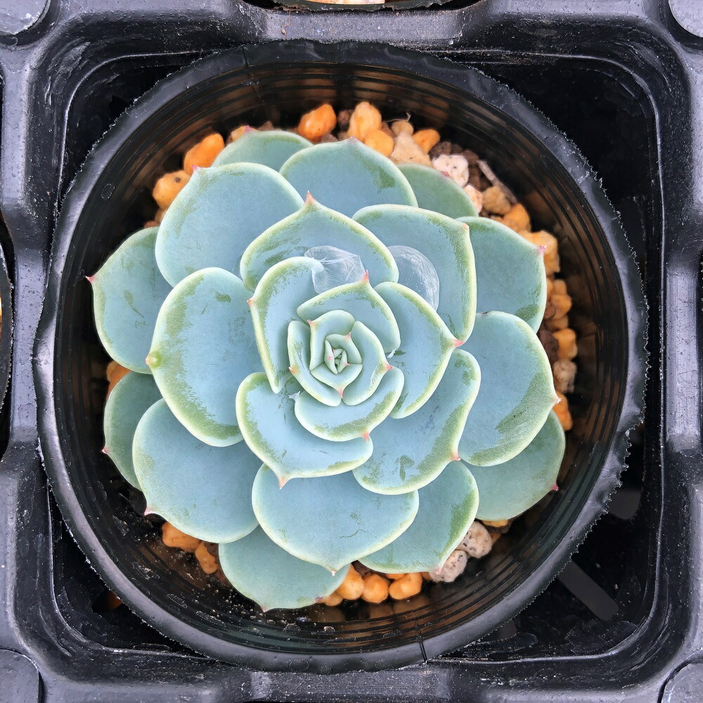 【楽天市場】（多肉植物）エケベリア 七福神 2号（1ポット）：charm 3980 楽天市場店